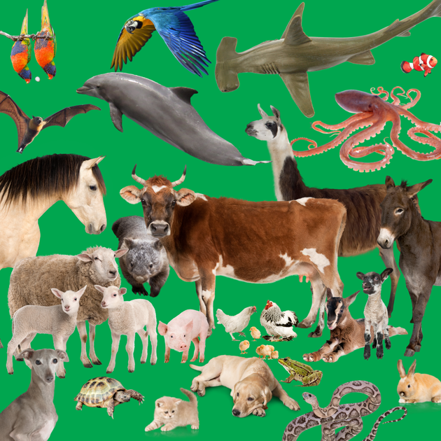 Tell your local MP - We need an Independant Office of Animal Welfare ...